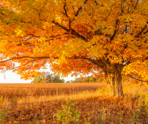 Shantung Maple | Parker County Master Gardener Association